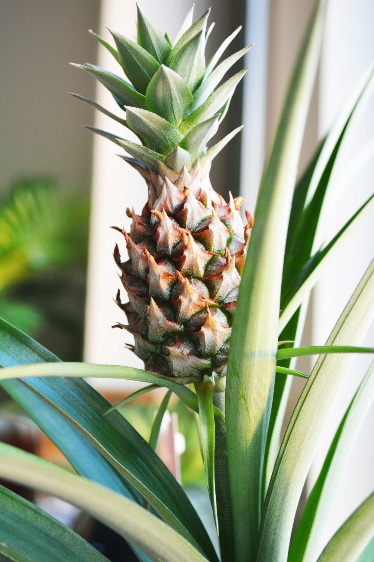 ananas - Feng Shui Tanja Glažar